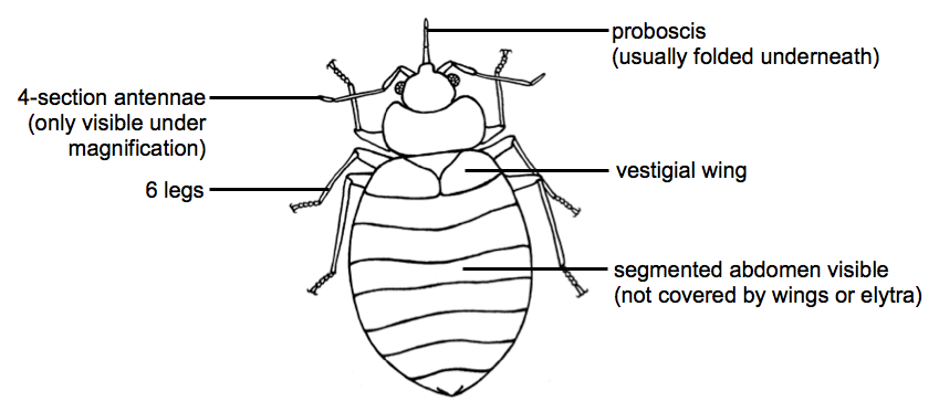 Identification - Bed Bug FoundationBed Bug Foundation